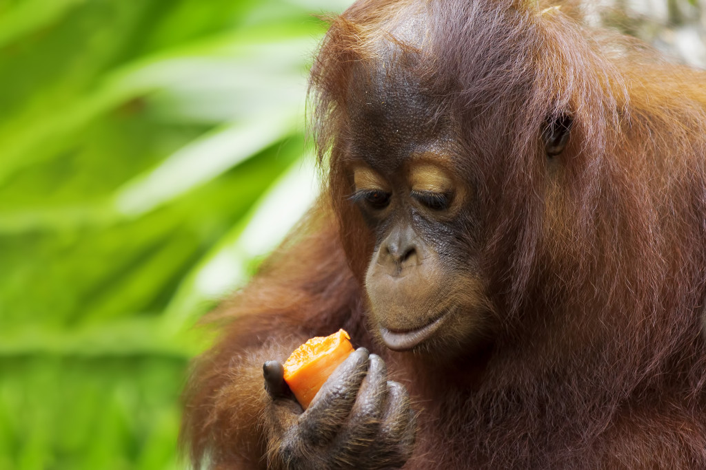 Hanging on a Limb: Indonesia's Endangered Orangutans - Latitudes Hanging on a Limb: Indonesia's Endangered Orangutans - Latitudes