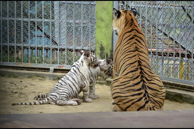 Asia Album: Rare white tigers revive zoo in Bangladesh - Latitudes Asia Album: Rare white tigers revive zoo in Bangladesh - Latitudes